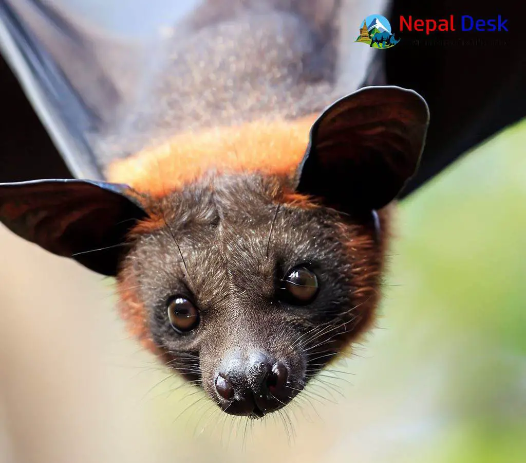 Indian Flying Fox | Nepal Desk